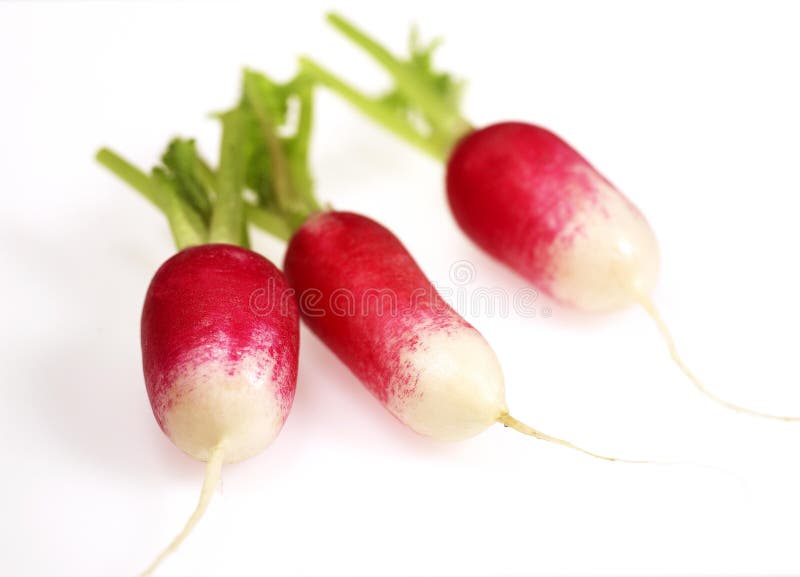 Pink Radish, Raphanus Sativus Against White Background Stock Image ...