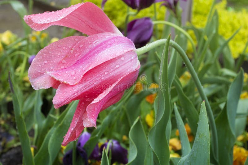 Pink with Rain Drops stock photo. Image of bloom, tulips - 54004280