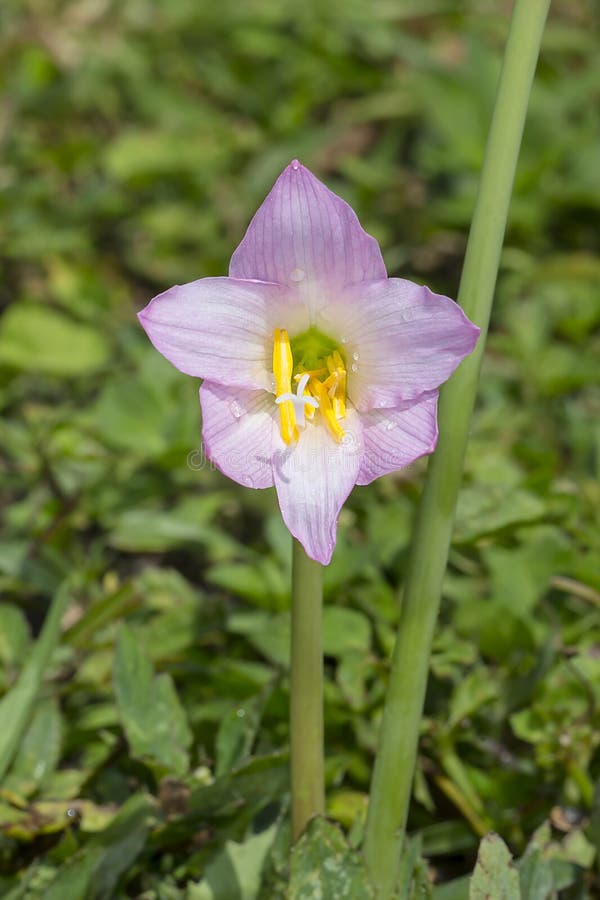 Pink rain stock image. Image of clear, motion, concept - 619969