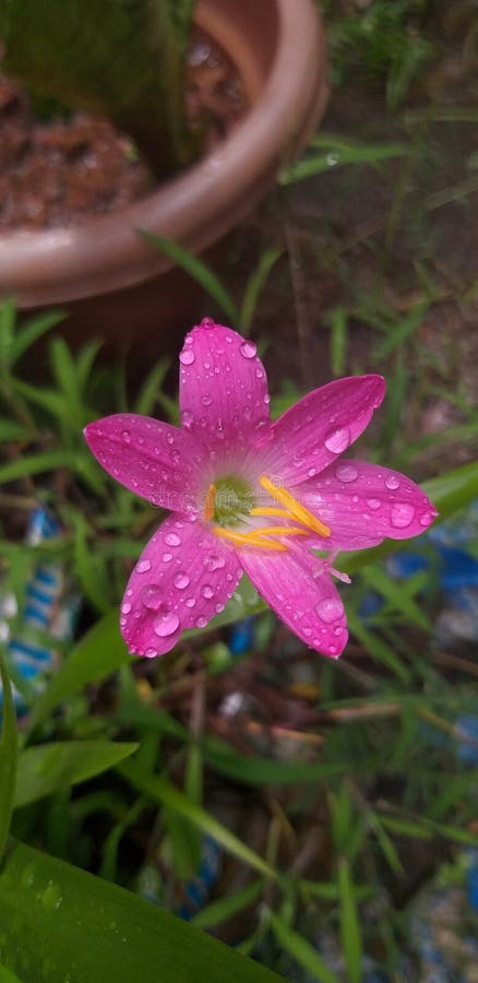 Pink rain Lily stock image. Image of pink, rain, rainfaill - 256149591