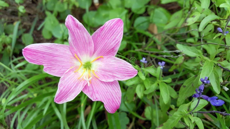 Pink rain lily flower stock image. Image of green, beauty - 56944391