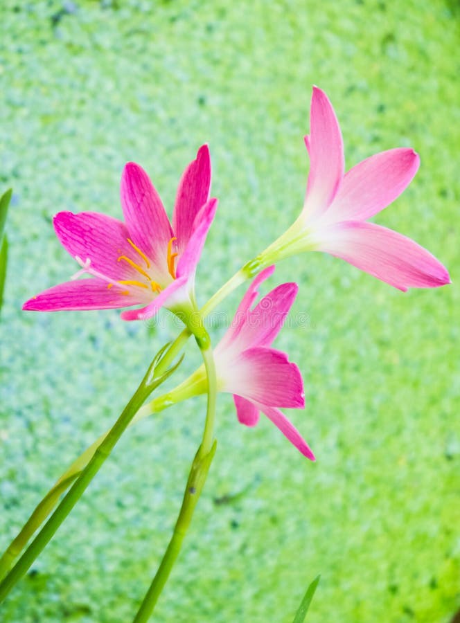 Pink Rain Lily stock photo. Image of spring, creeper - 230720262