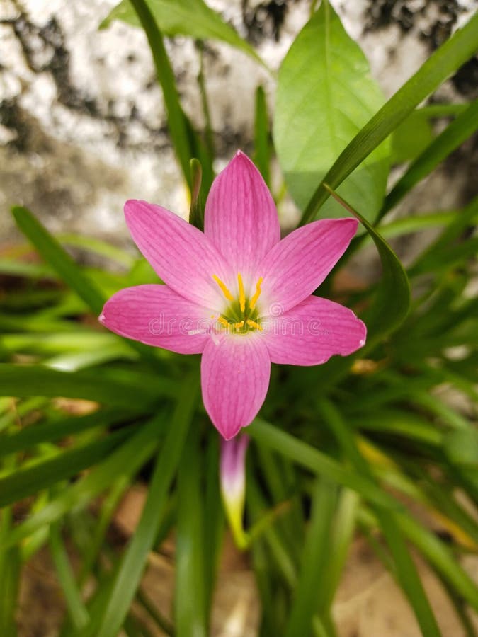 Pink Raindrops or Rain Lily Stock Image - Image of pink, raindrops ...