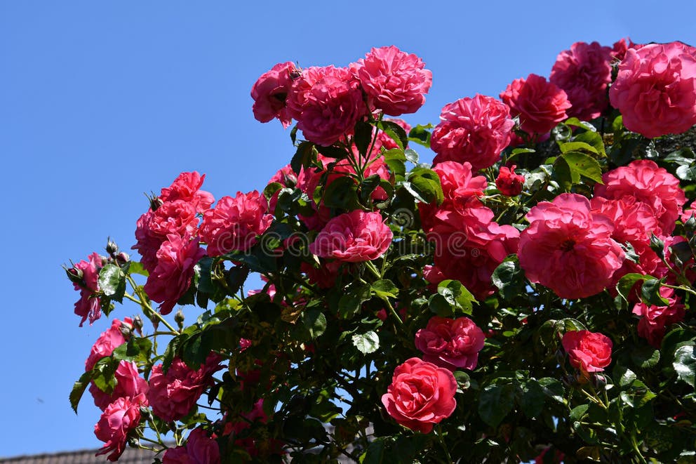 Pink rambler rose stock photo. Image of rambler, bourgeon - 280091678