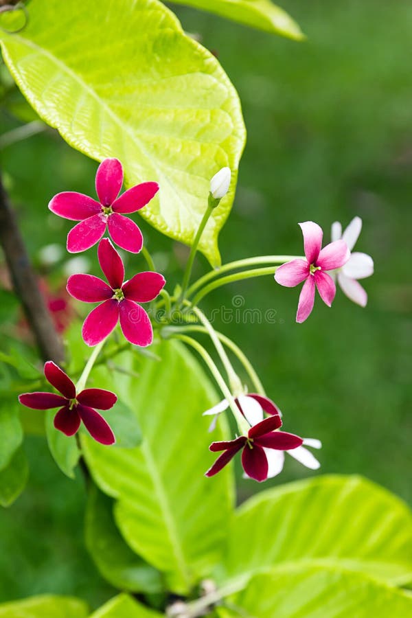 Pink Rangoon Creeper, Combretum Indicum with Petal Stock Image - Image ...
