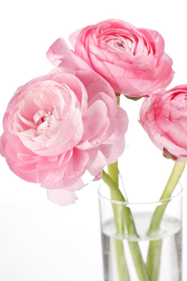 35,483 Ranunculus Stock Photos - Free & Royalty-Free Stock Photos from ...