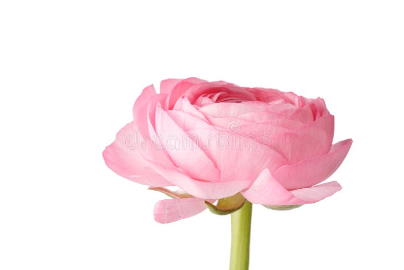 Pink ranunculus flowers stock photo. Image of mothers - 24812080