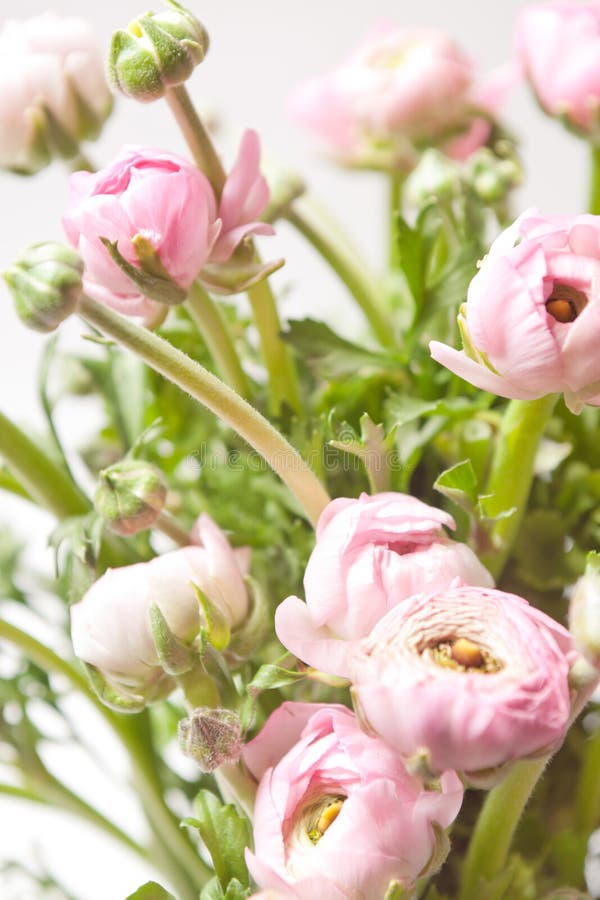 Pink Ranunculus stock image. Image of ranunculus, leaf - 14334293