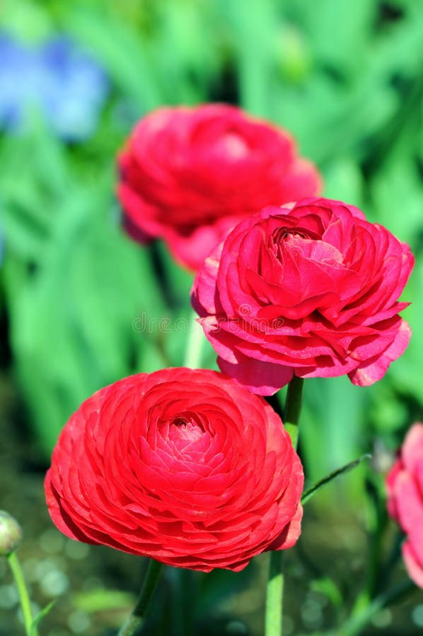 Pink Ranunculus Flower Buttercup in Blossom Stock Photo - Image of ...