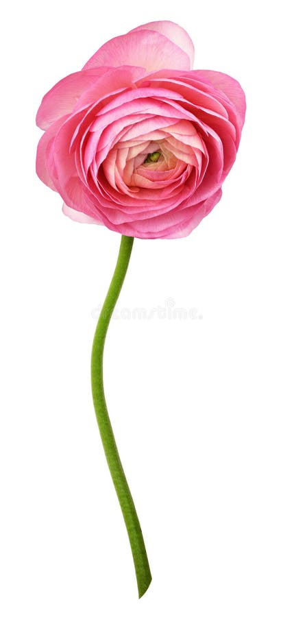 Pink ranunculus flower stock photo. Image of detail - 172317920