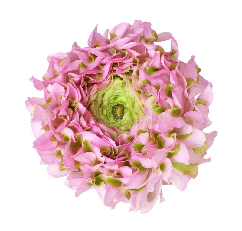 Pink Ranunculus Flower Isolated Stock Image - Image of pink, isolated ...