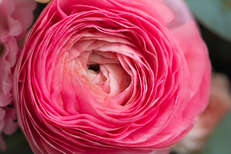 Pink Ranunculus Flower Petals Macro Background, Toned, Selective Focus ...