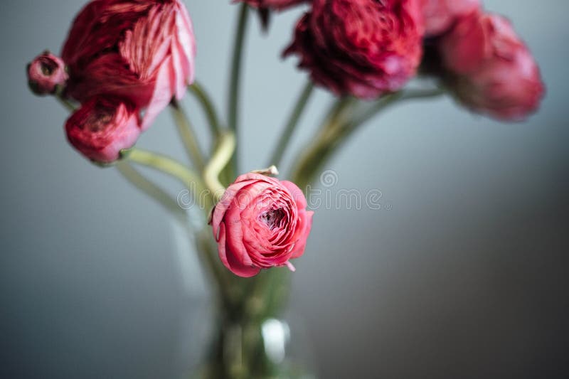 Pink ranunculus stock photo. Image of flower, peach - 326591566