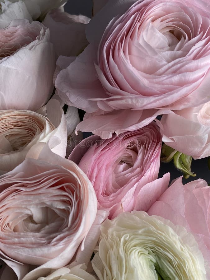 Pink ranunculus stock photo. Image of pink, lilac, petal - 326591574
