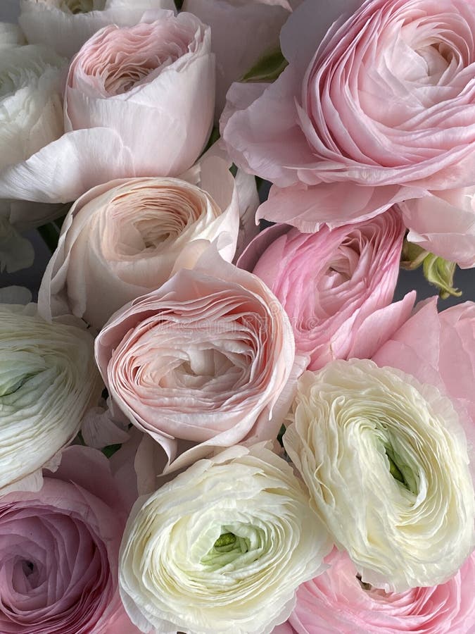 Pink ranunculus stock image. Image of moon, misty, blossom - 326591603