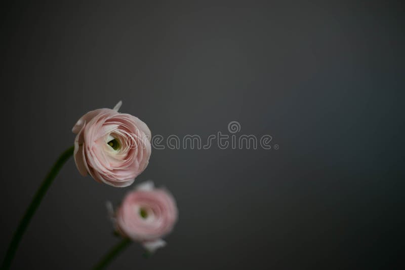 Pink ranunculus stock image. Image of lilac, misty, petal - 326591609