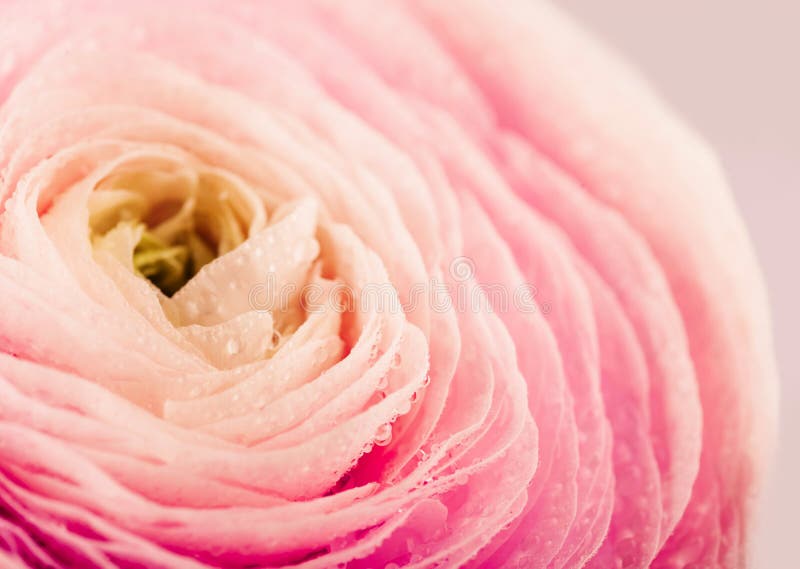 Pink Ranunculus Flower stock image. Image of light, blooming - 128360115