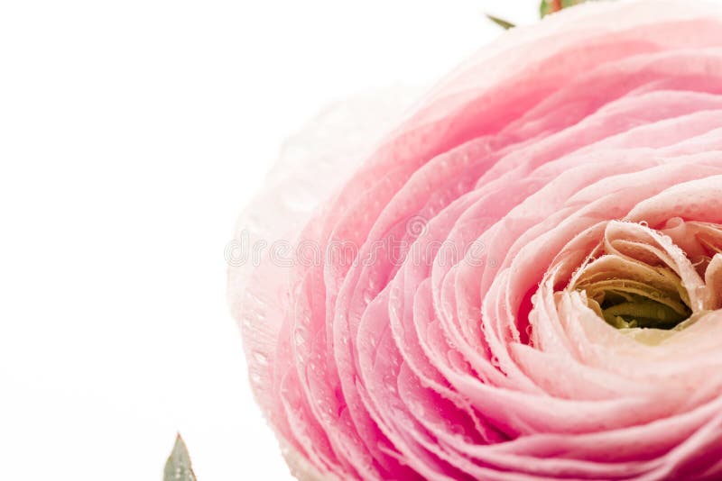 Pink Ranunculus Flower stock image. Image of bright - 128360253