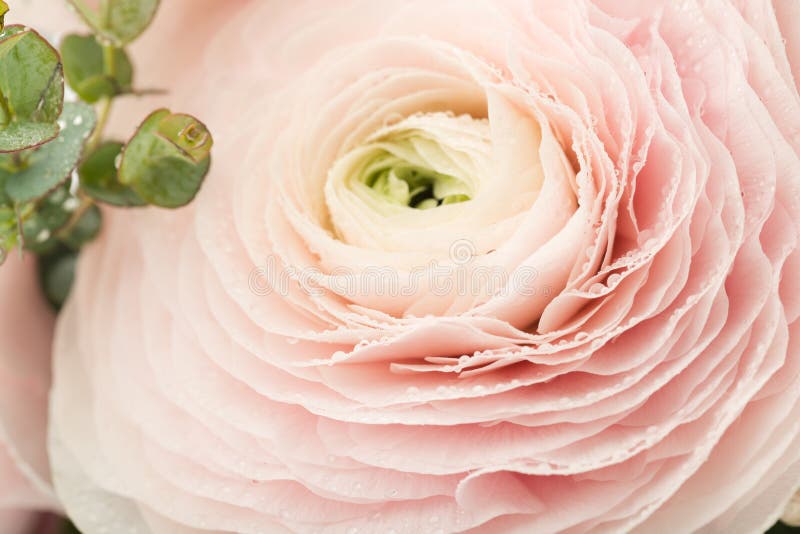 Pink Ranunculus Flower stock image. Image of flower, bloom - 91152611