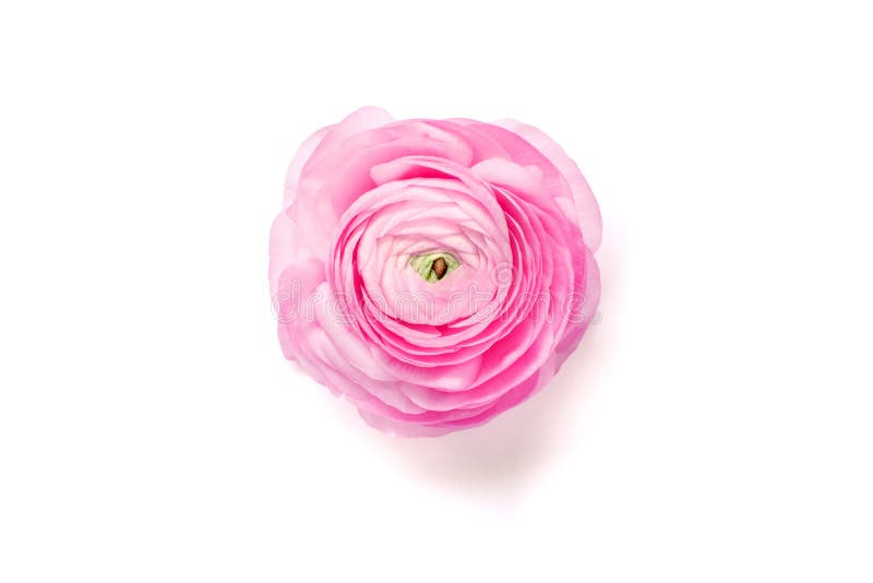 Pink Ranunculus Flower on a White Background Stock Image - Image of ...