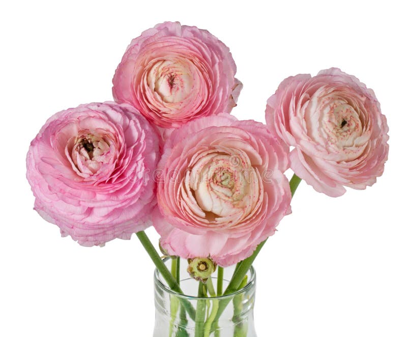 Pink ranunculus flowers stock photo. Image of mothers - 24812080