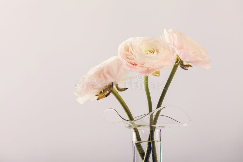 Pink ranunculus flowers stock image. Image of buttercup - 117723471
