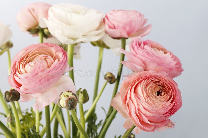 Pink ranunculus flowers stock image. Image of gift, blossom - 228054543