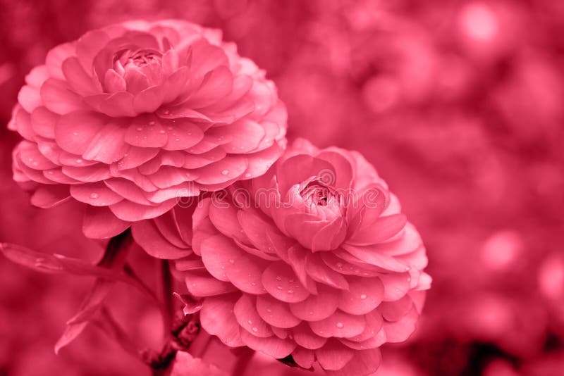 Pink Ranunculus Garden, Toned in Pink Stock Photo - Image of background ...