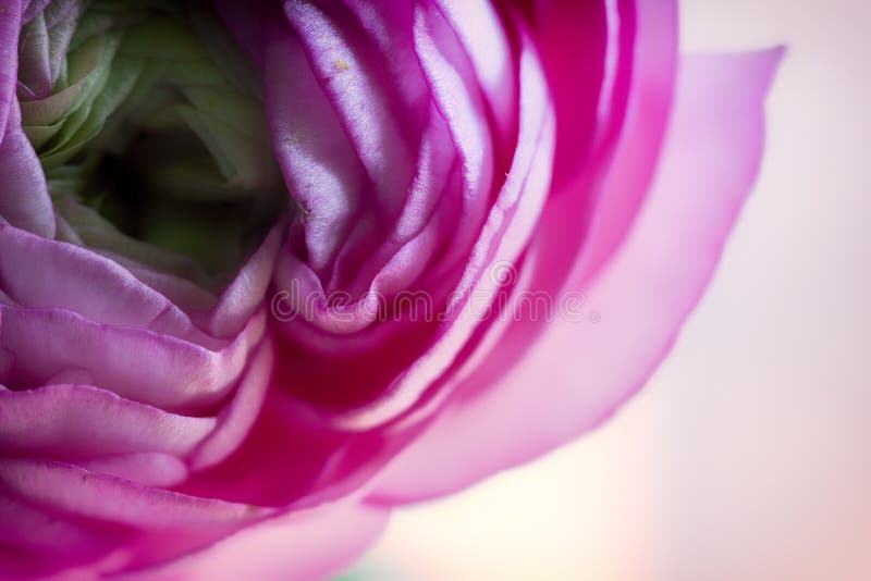 Pink Ranunculus stock photo. Image of background, centre - 75159486