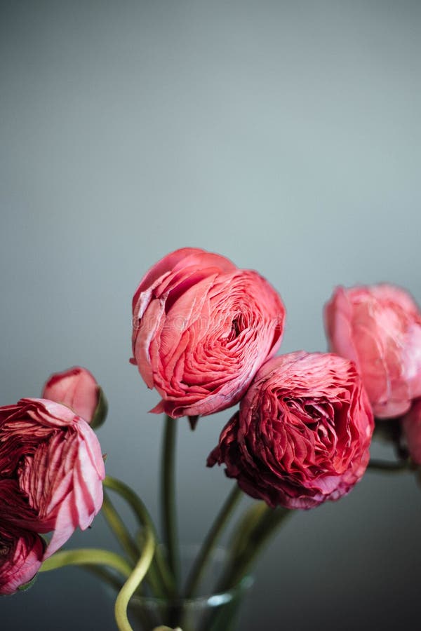 Pink ranunculus stock image. Image of cellulose, branches - 326591561