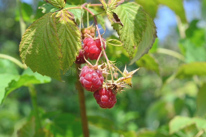 A Raspberry Grows on a Rocky Mountain. Stock Photo - Image of grows ...