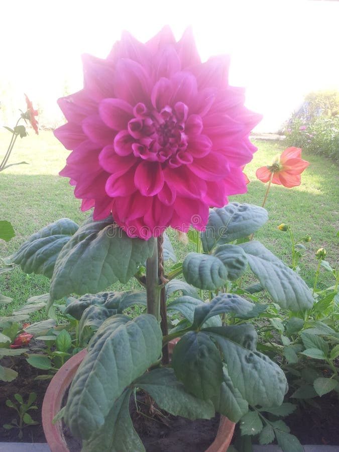 Pink real flower stock photo. Image of real, india, pink - 86746646