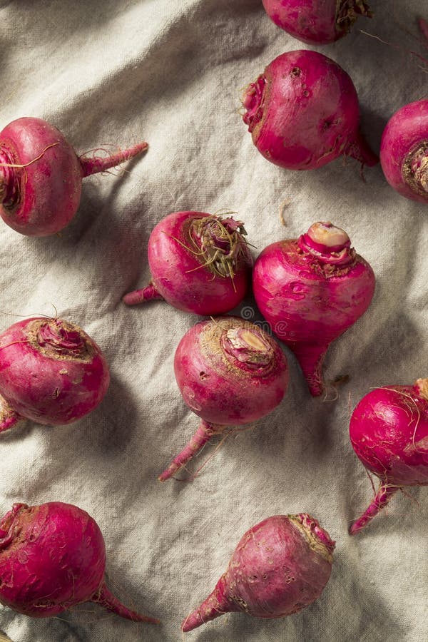 Pink and Red Beet Roots stock image. Image of vegetarian - 132170423