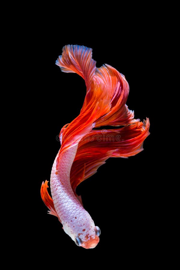 Pink and Red Betta Fish, Siamese Fighting Fish Stock Image - Image of ...