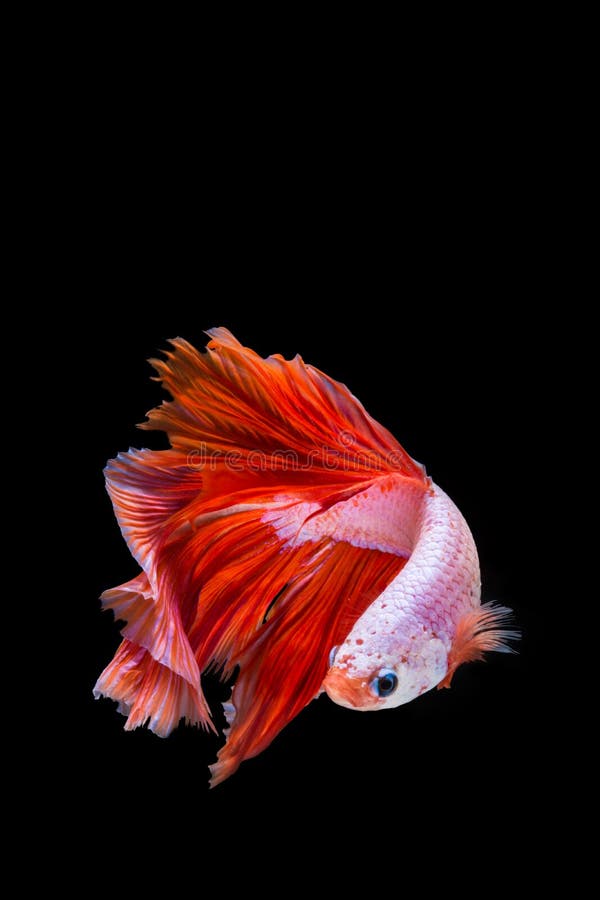 Pink and Red Betta Fish, Siamese Fighting Fish Stock Image - Image of ...