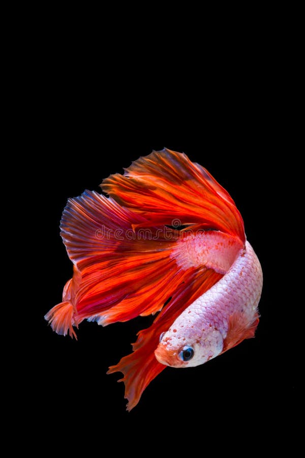 Pink and Red Betta Fish, Siamese Fighting Fish Stock Photo - Image of ...