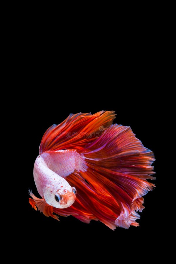 Pink and red betta fish stock image. Image of biology - 145229151