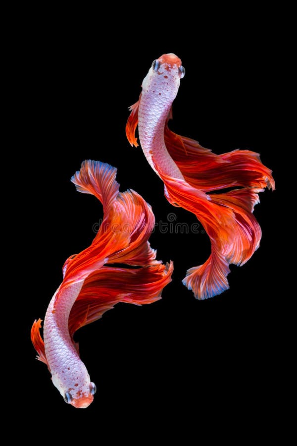 Pink and red betta fish stock image. Image of biology - 145229151