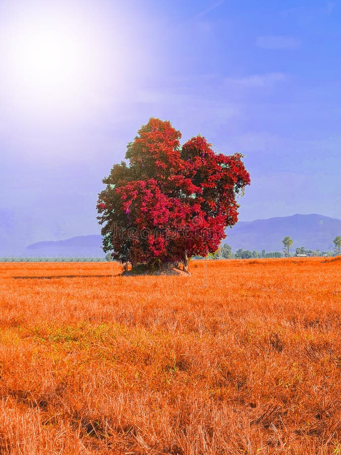 Pink Red Big Trees and Wide Fields Stock Photo - Image of meadow ...