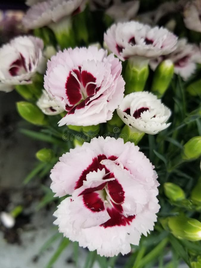 Pink and red carnation stock image. Image of pink, flower - 169810939