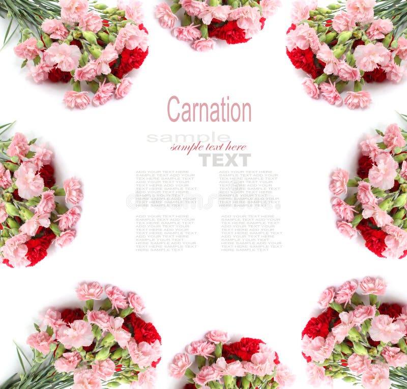 Pink and red carnation stock image. Image of life, flower - 40237471