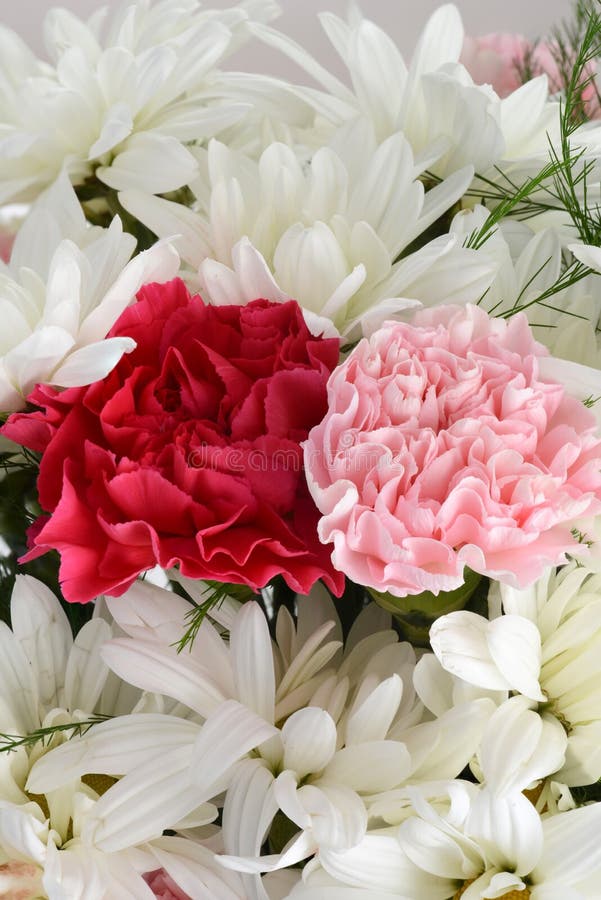 Pink and Red Carnation with White Daisies Background Stock Photo ...
