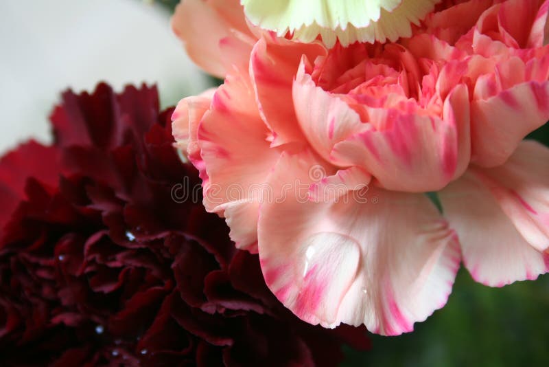 Pink and red carnations 1 stock image. Image of feminine - 531057