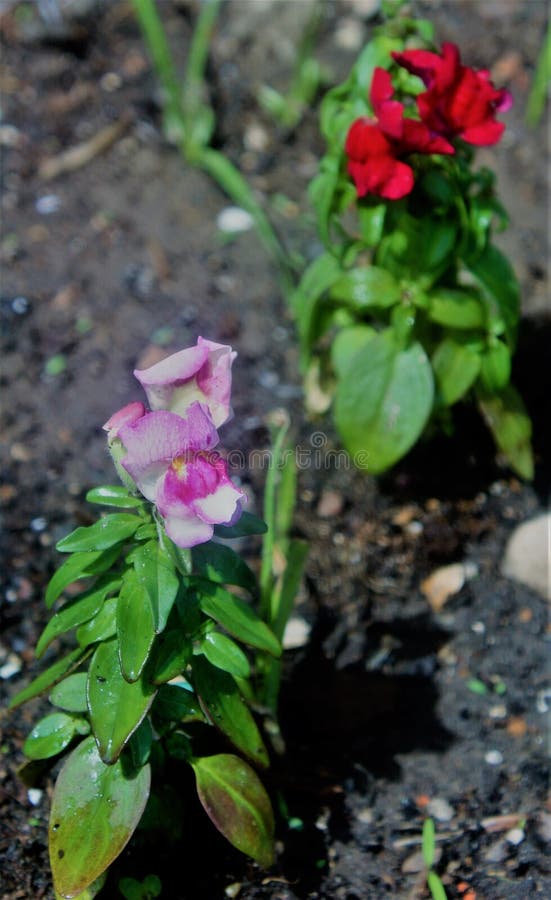 Dwarf snap dragons stock photo. Image of beauty, nature - 111884776