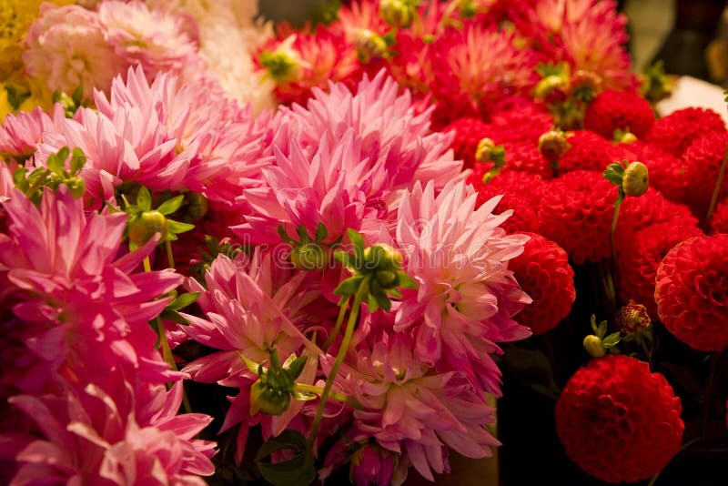 Pink and Red Flowers stock photo. Image of green, blossom - 6904864