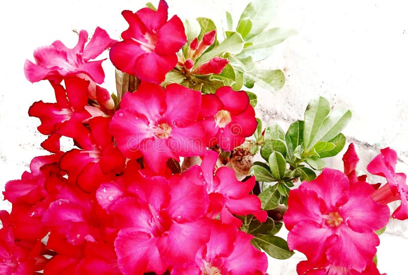 Pink Red Flowers Beautiful on a White Background Stock Illustration ...