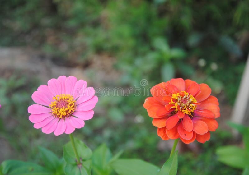 Pink and Red Flowers Blooming in the Garden Stock Photo - Image of ...