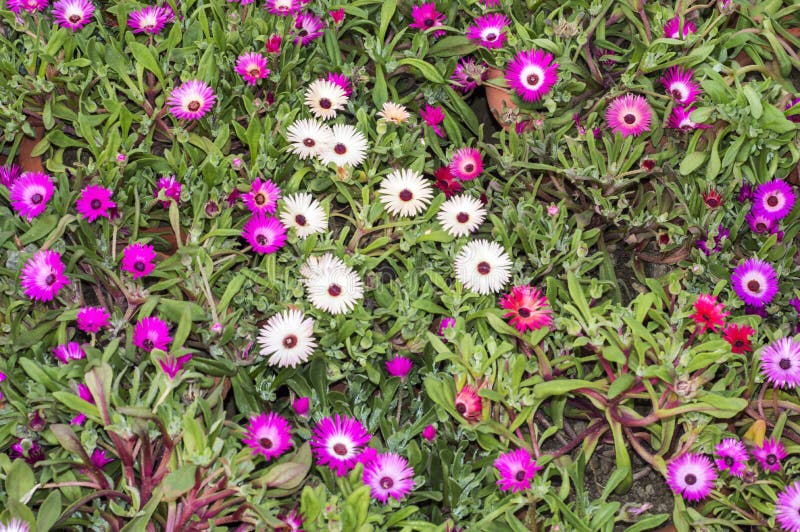 Pink and red flowers stock photo. Image of nature, gift - 38755892