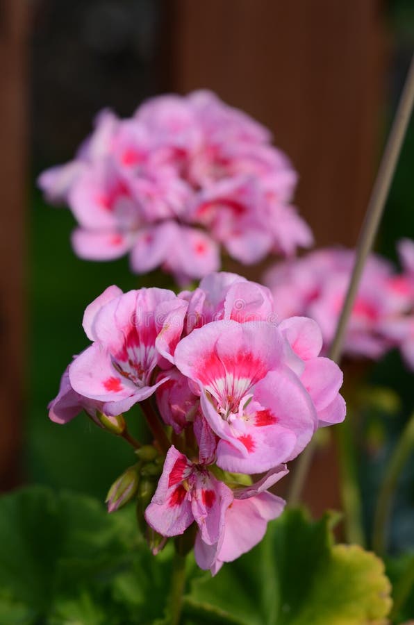 Pink and Red Flowers Growing in the Garden Stock Photo - Image of ...