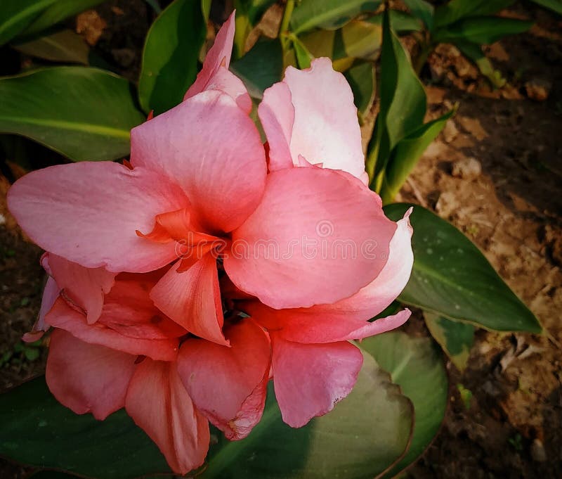 Pink Red Folwer Plant Tree stock image. Image of tree - 273394281